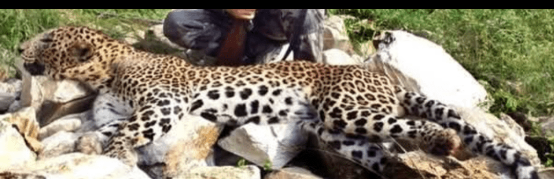 पौड़ी के कोट क्षेत्र में आदमखोर गुलदार का खौफनाक अंत - Avikal Uttarakhand